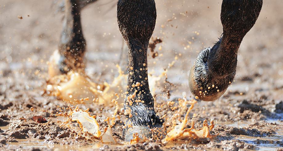 Mud fever in horses - HorseFlex