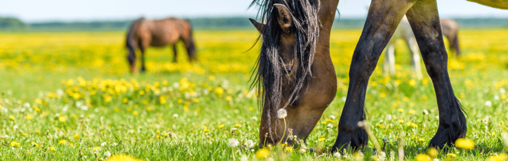 Hoefbevangenheid bij paarden - Horseflex - Oorzaken, symptomen en tips
