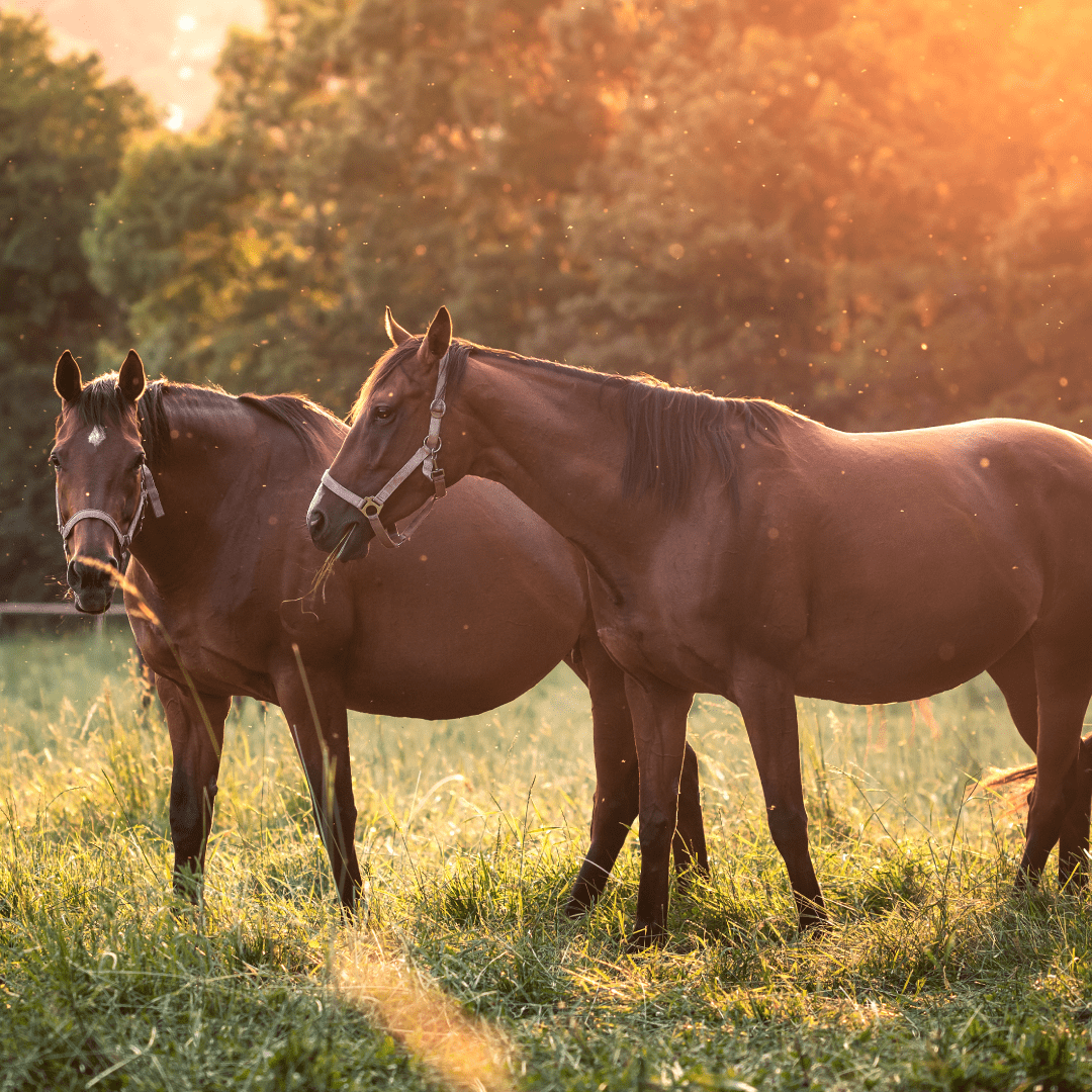 Supporting your mare during estrus or pregnancy - HorseFlex
