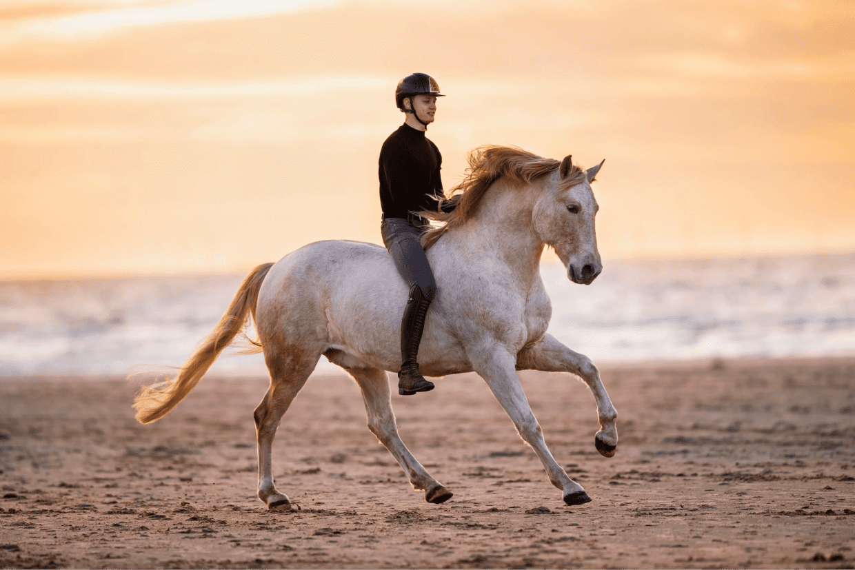 Jesse Drent: Trains horses with a positive approach - HorseFlex