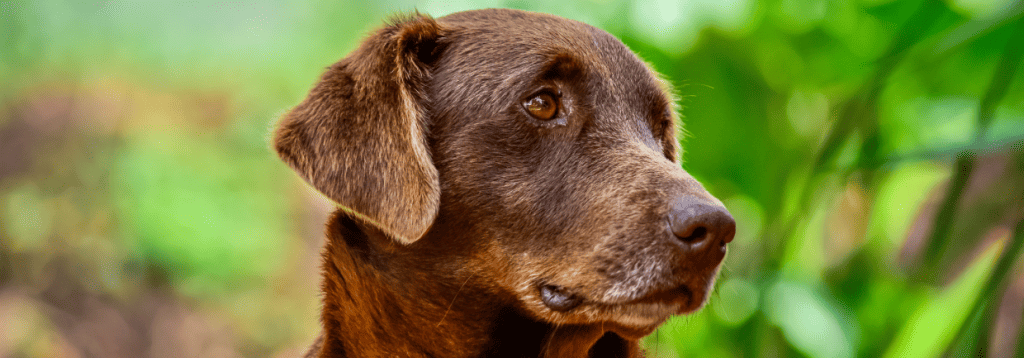 7 tips om je oudere hond fit te houden - Horseflex