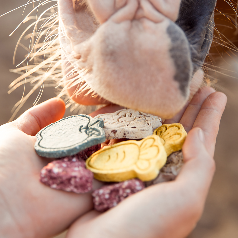 Funky Bar Paarden | HorseFlex – Lik- & Snackbar
